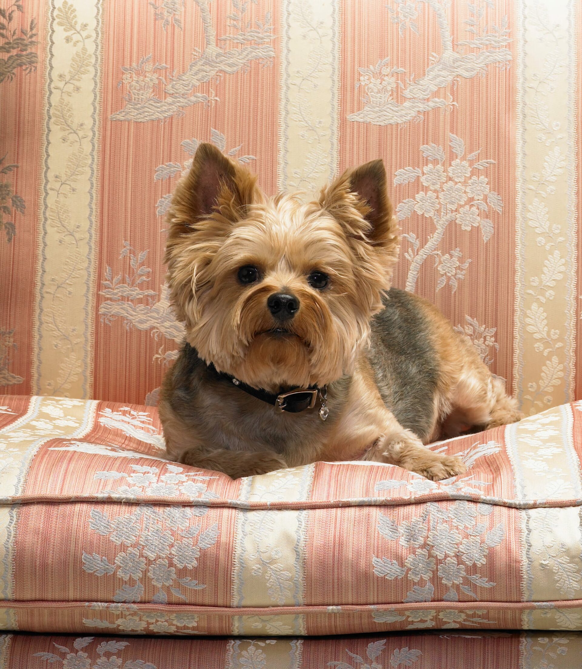 Pender Pet Retreat