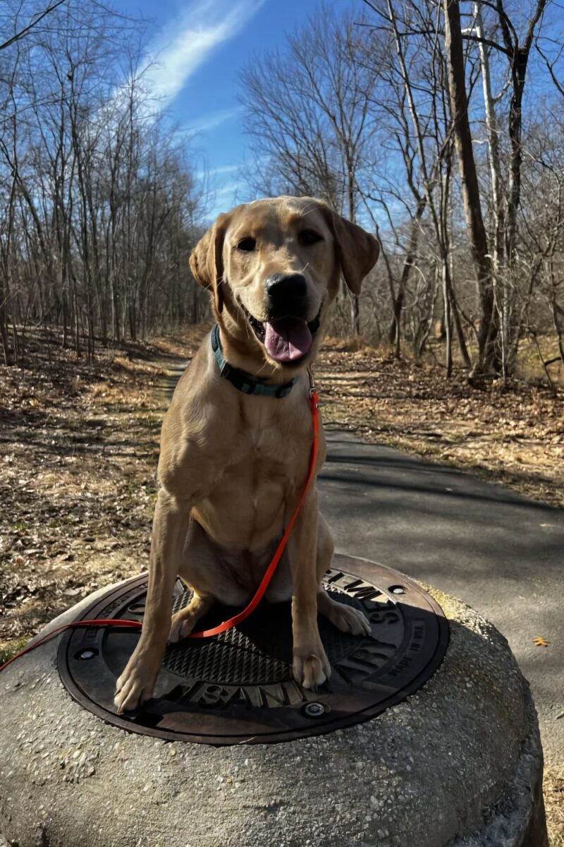 K9 Enrichment – Pender Pet Retreat
