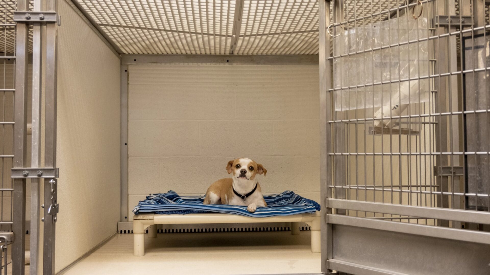 Canine Condos – Pender Pet Retreat