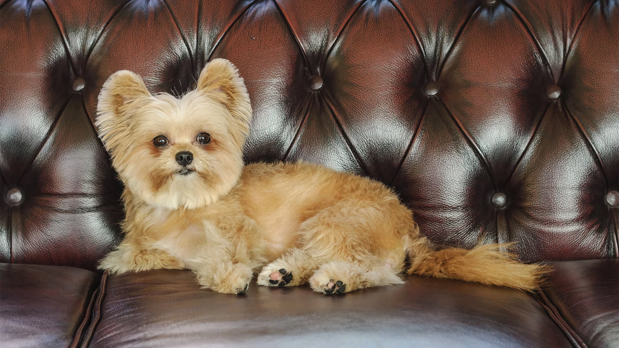 Accommodations – Pender Pet Retreat