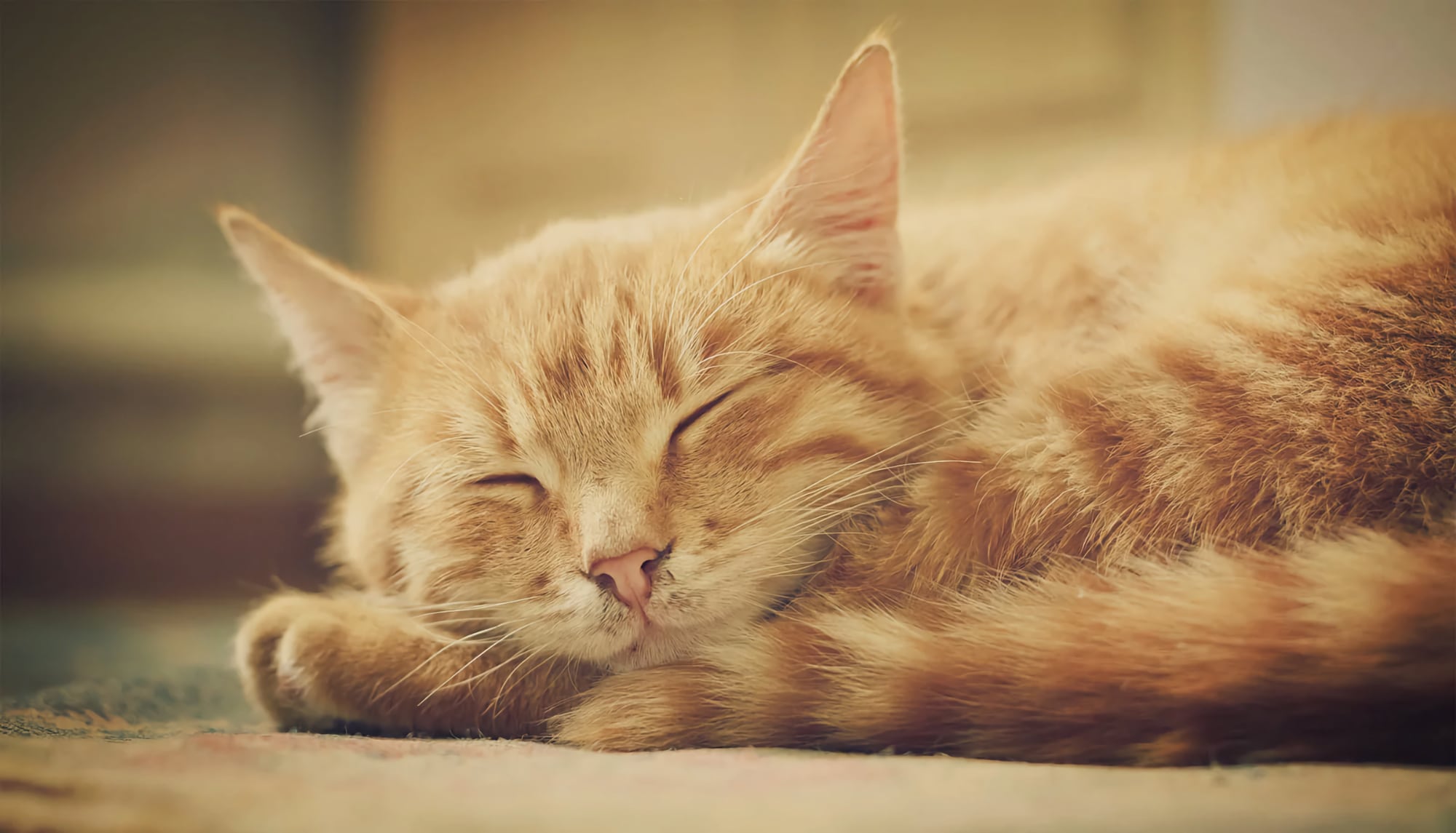 Accommodations – Pender Pet Retreat