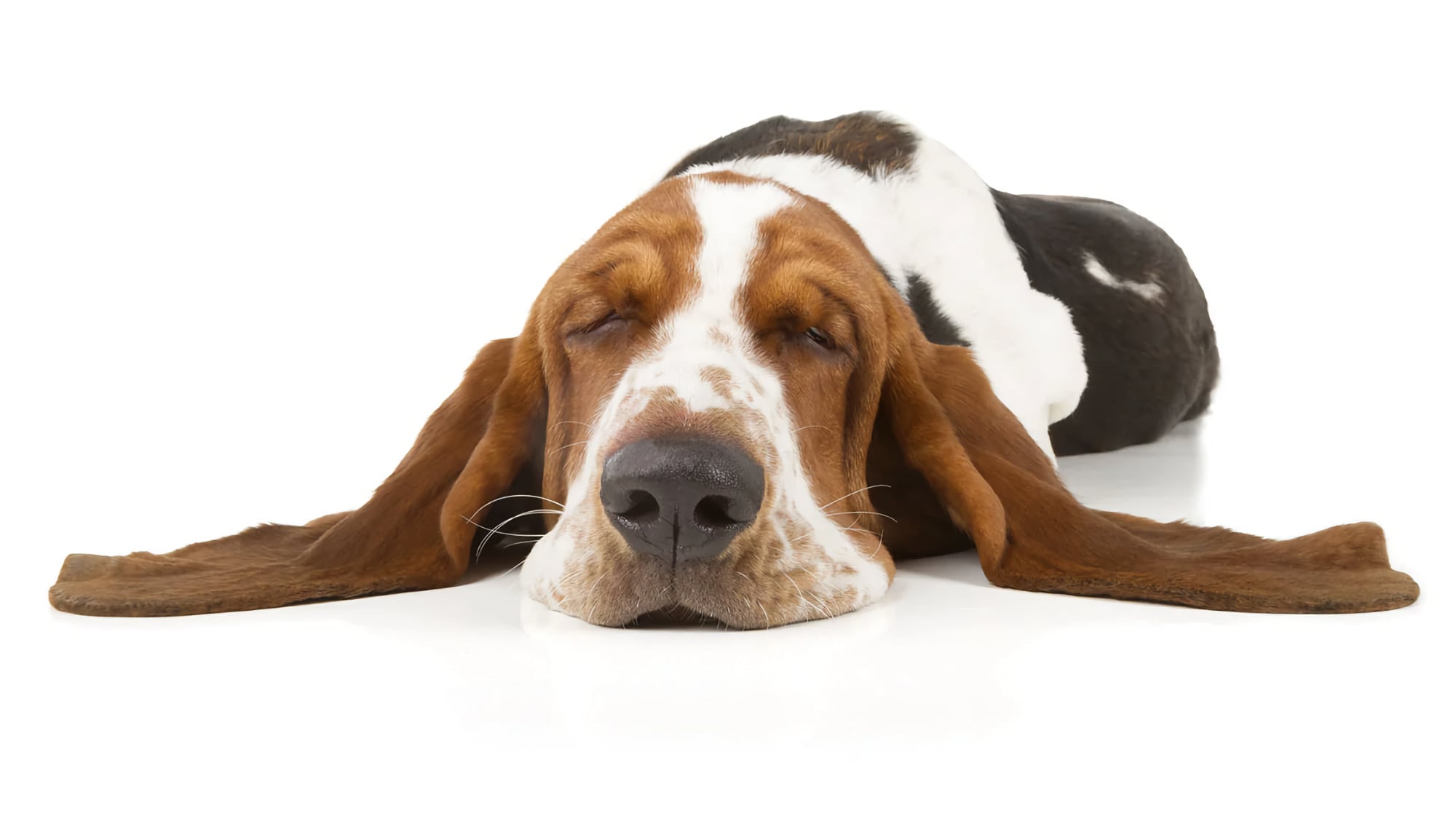 Accommodations – Pender Pet Retreat