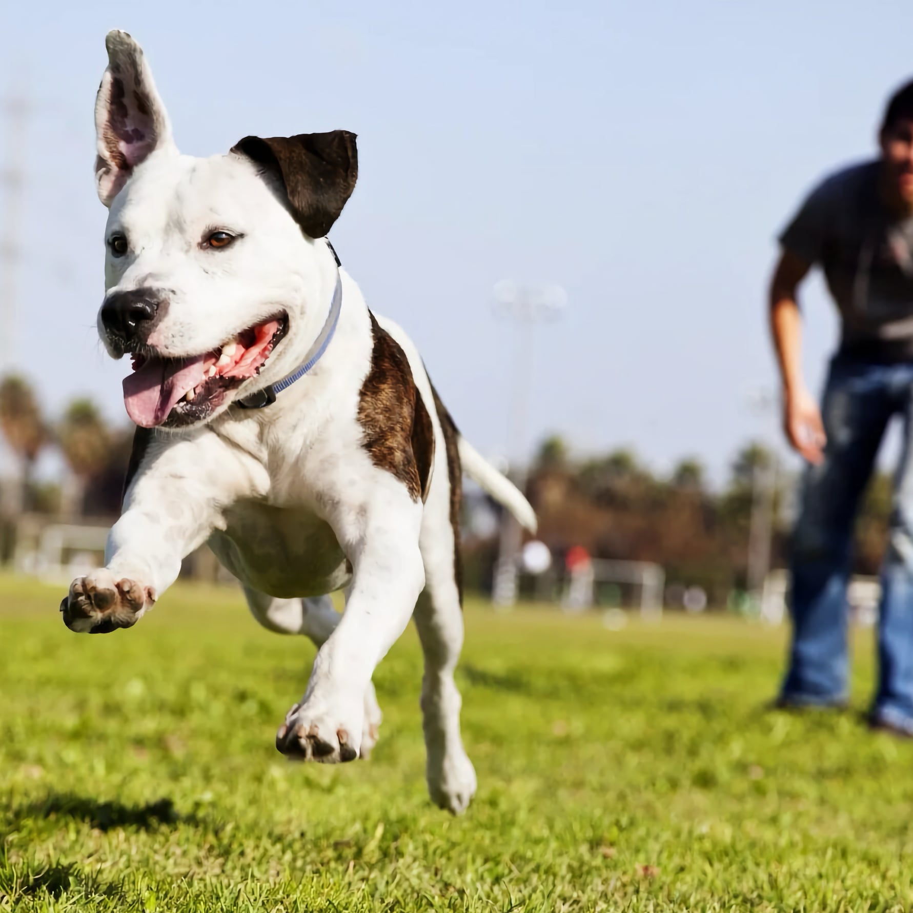 Pender Pet Retreat