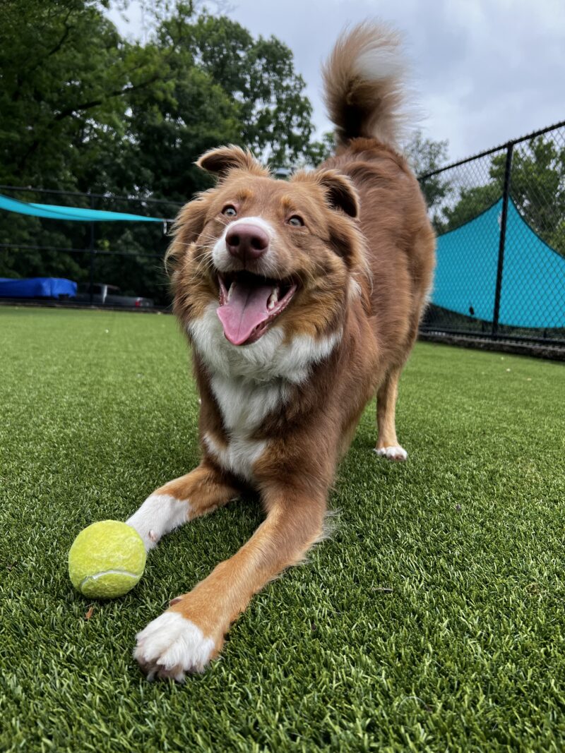 K9 Enrichment – Pender Pet Retreat