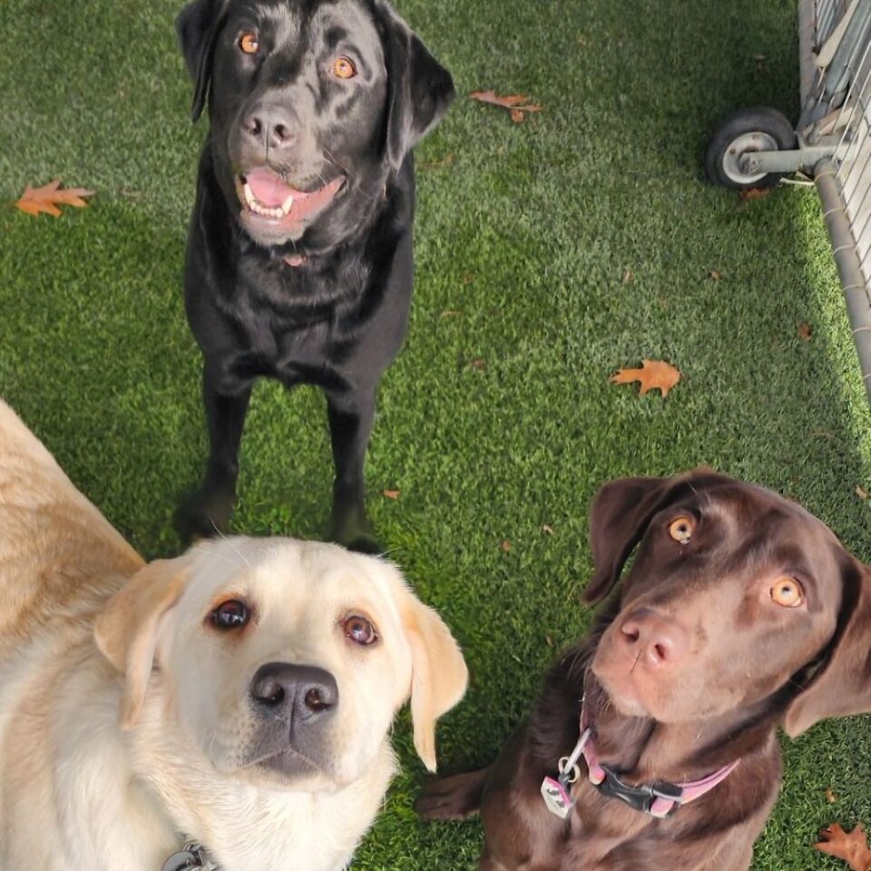 Pender Pet Retreat